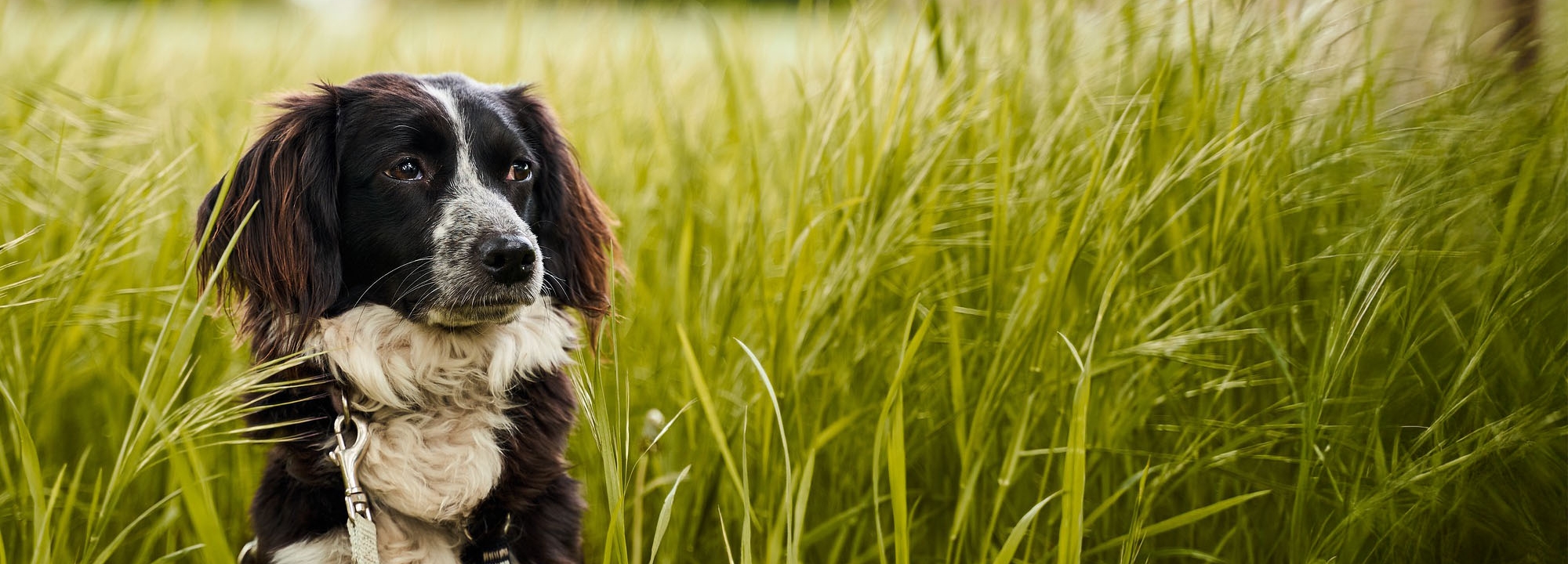 UK SNIFFER DOGS