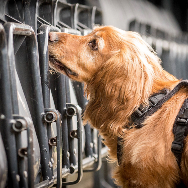 UK SNIFFER DOGS